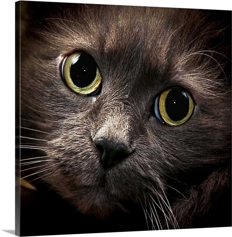 Gray Baby | Great Big Canvas