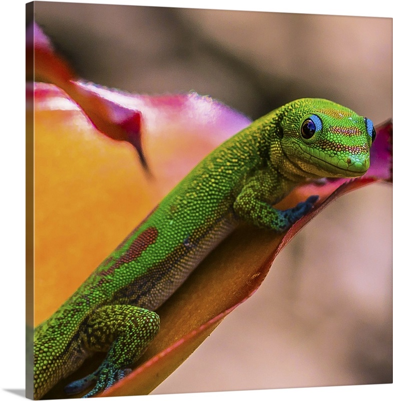 Hawaiian Gecko | Great Big Canvas