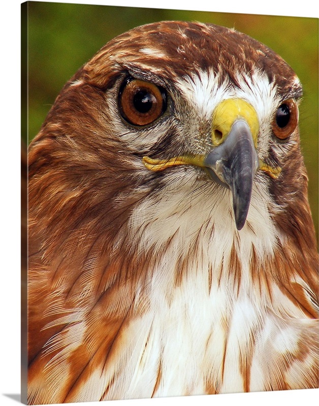 Hawk | Great Big Canvas