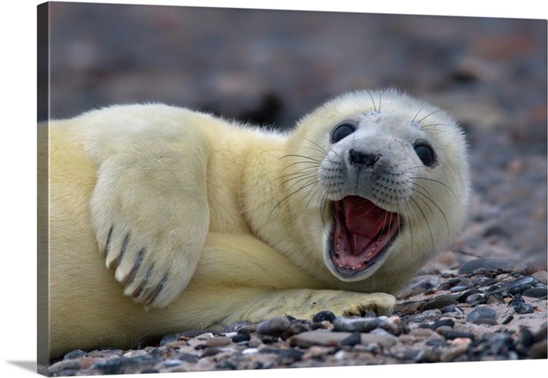 Howdy | Great Big Canvas