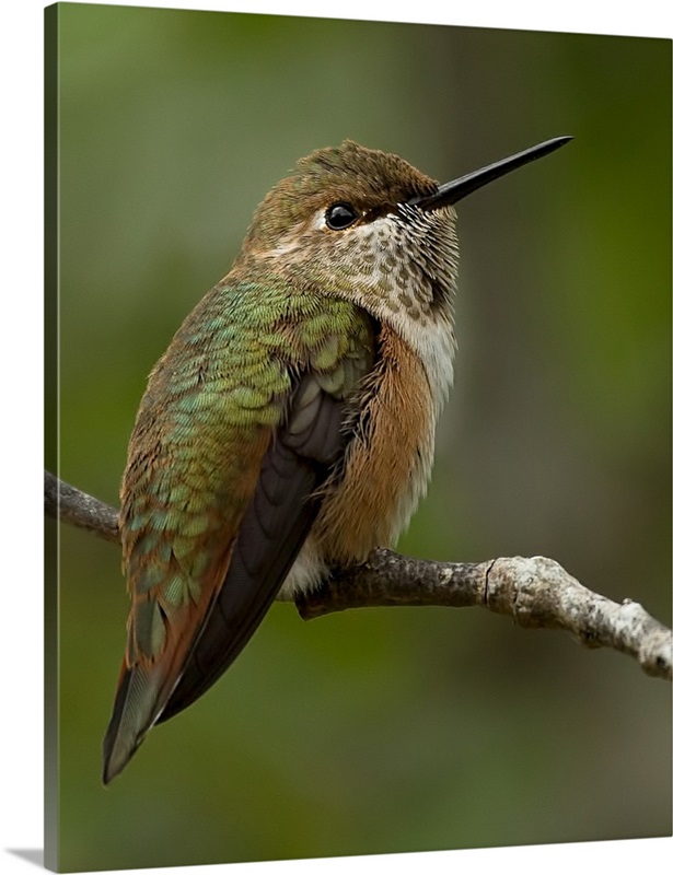 Hummingbird | Great Big Canvas