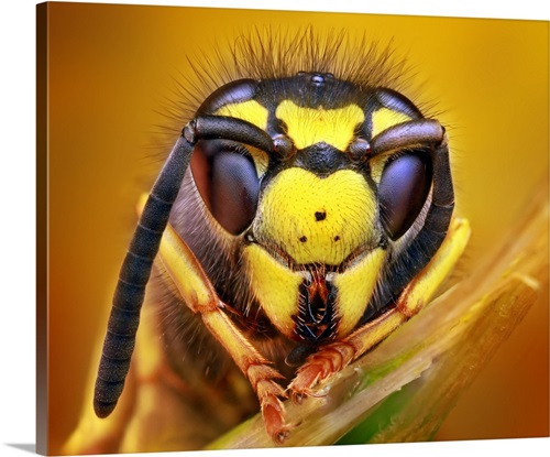 Predator | Great Big Canvas