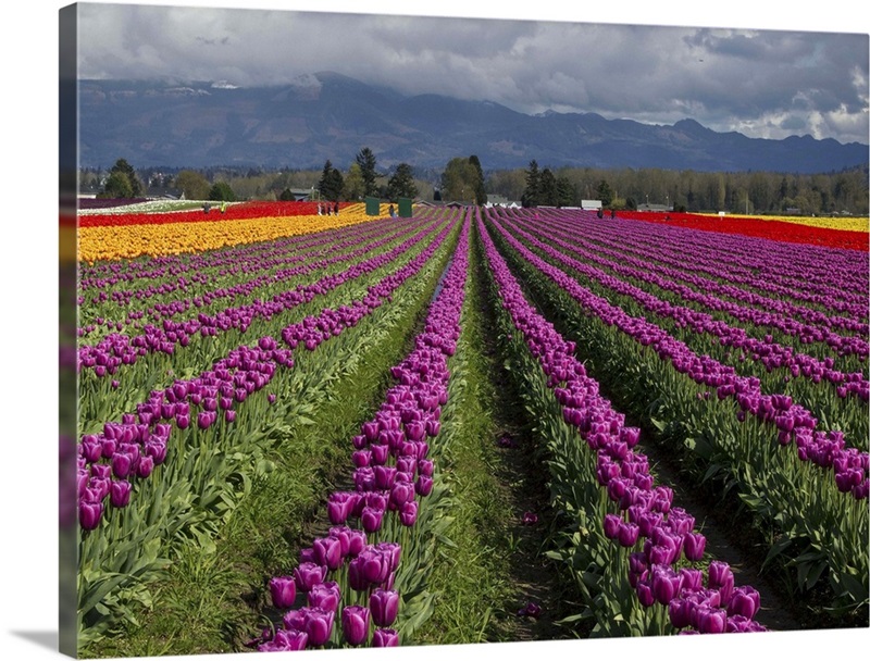 Purple Rows | Great Big Canvas