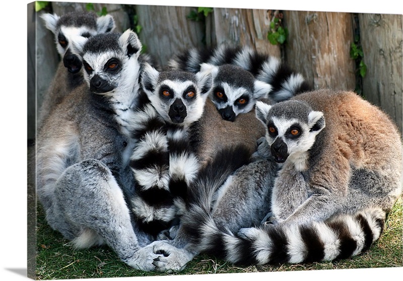 Ring Tail Lemurs | Great Big Canvas