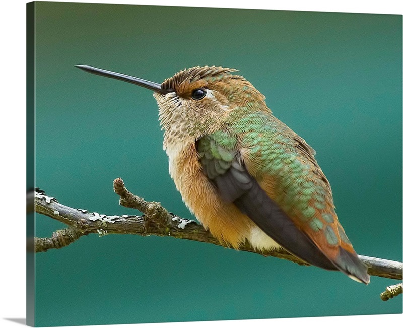 Rufus Hummingbird | Great Big Canvas