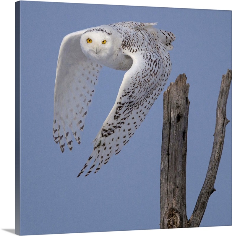 Snowy Owl Leaving Perch | Great Big Canvas