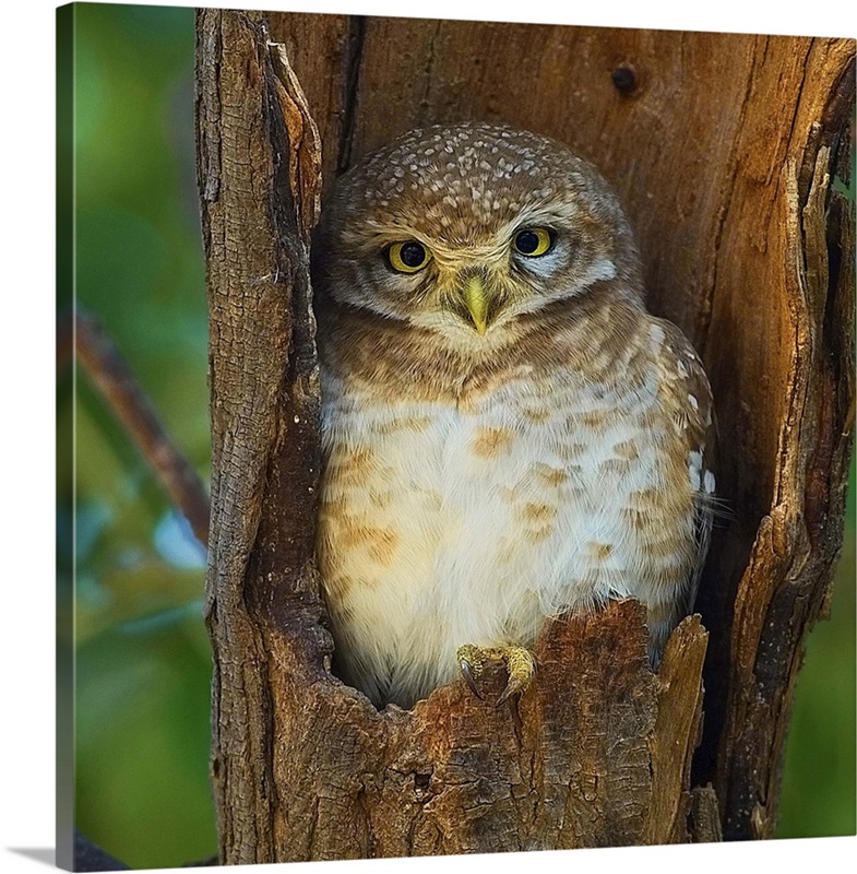 Spotted Owlet | Great Big Canvas