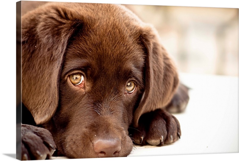 Sweet Puppy | Great Big Canvas