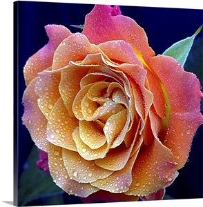 The Most Beautiful Rose Wall Art, Canvas Prints, Framed Prints, Wall ...