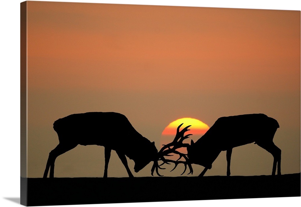 The Rut Wall Art, Canvas Prints, Framed Prints, Wall Peels | Great Big ...