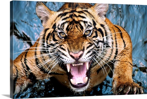 Tiger Scream | Great Big Canvas