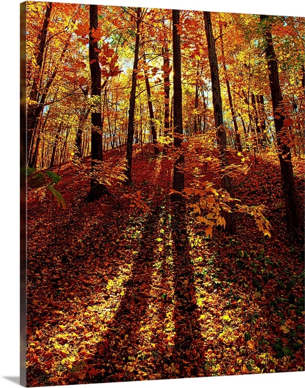 Wisconsin Color | Great Big Canvas