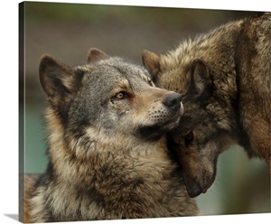 Wolves Nuzzling Wall Art, Canvas Prints, Framed Prints, Wall Peels ...