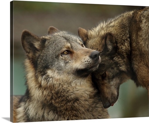 Wolves Nuzzling | Great Big Canvas