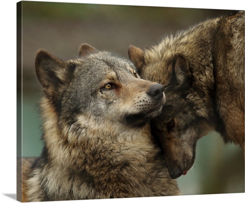 Wolves Nuzzling | Great Big Canvas