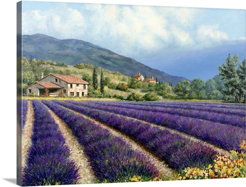 Fields of Lavender | Great Big Canvas
