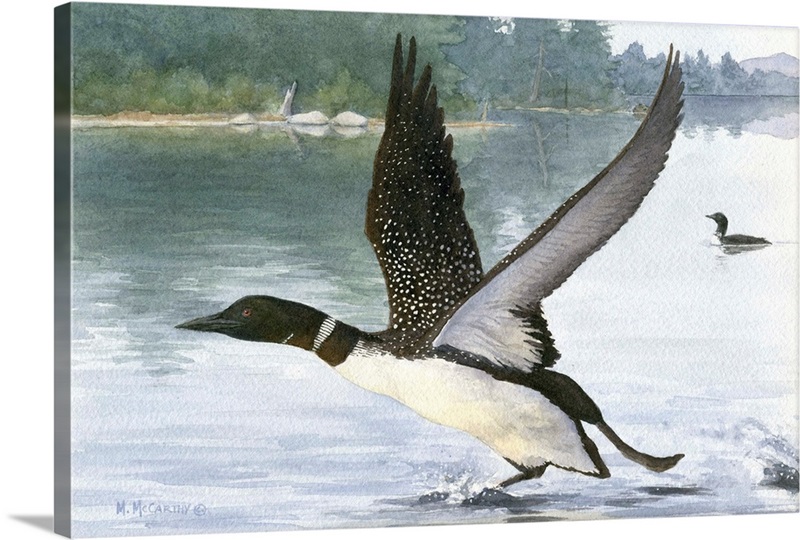 Loon Take-Off | Great Big Canvas