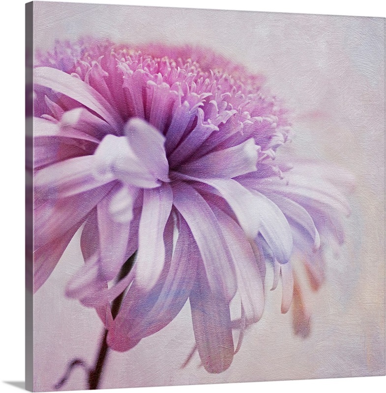 Dainty Daisy | Great Big Canvas