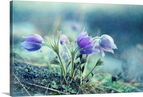 Finally Spring | Great Big Canvas