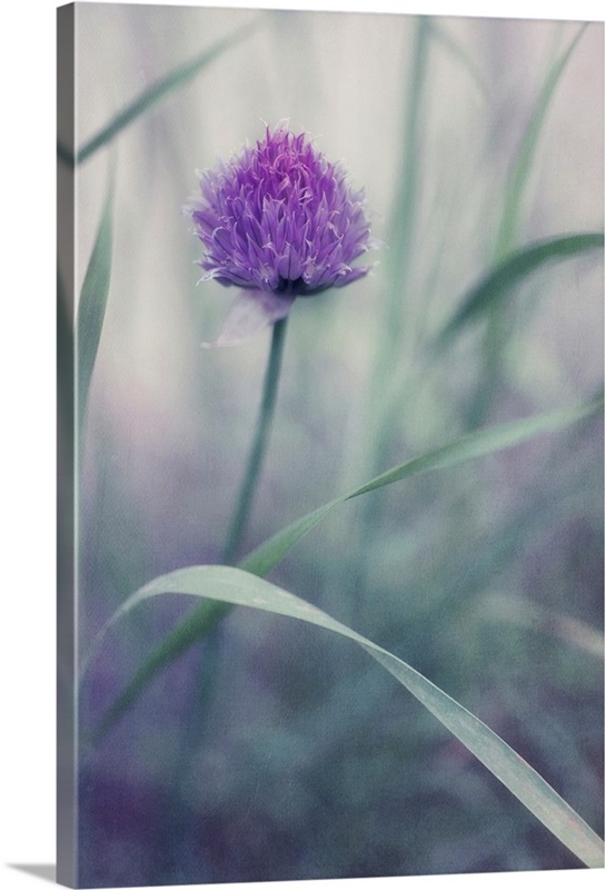 Flowering Chive | Great Big Canvas