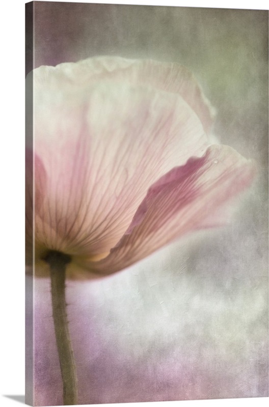 Pastel Pink Poppy | Great Big Canvas