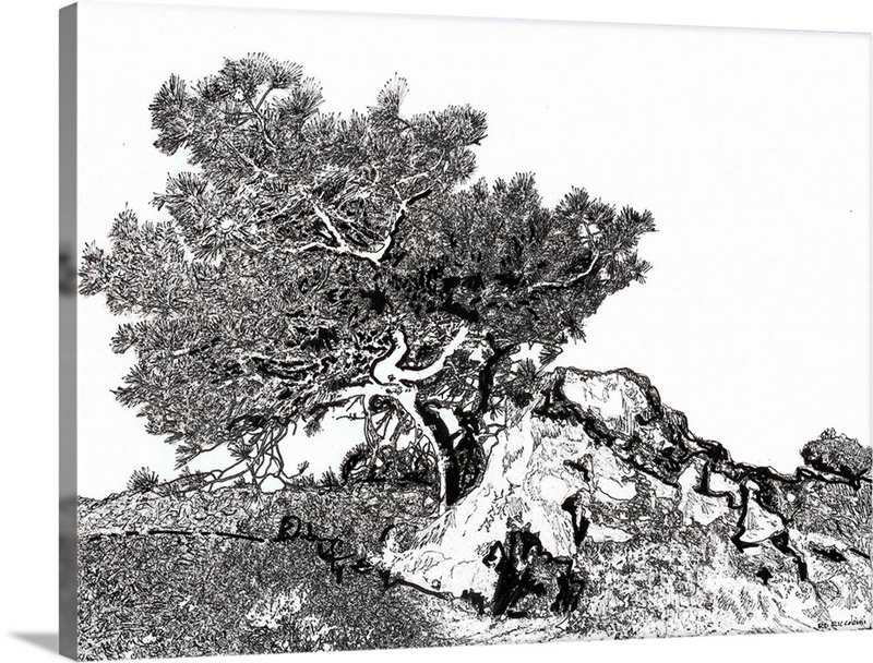 Torrey pine tree drawing | Great Big Canvas