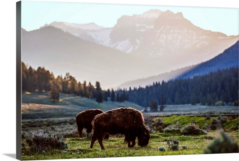 Bison at Yellowstone | Great Big Canvas