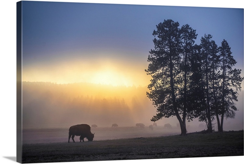 Bison in Field of Mist | Great Big Canvas