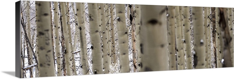 birch trees close up