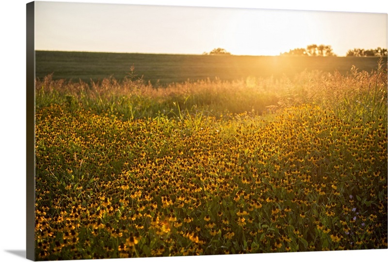 Field of flowers in Dallas | Great Big Canvas