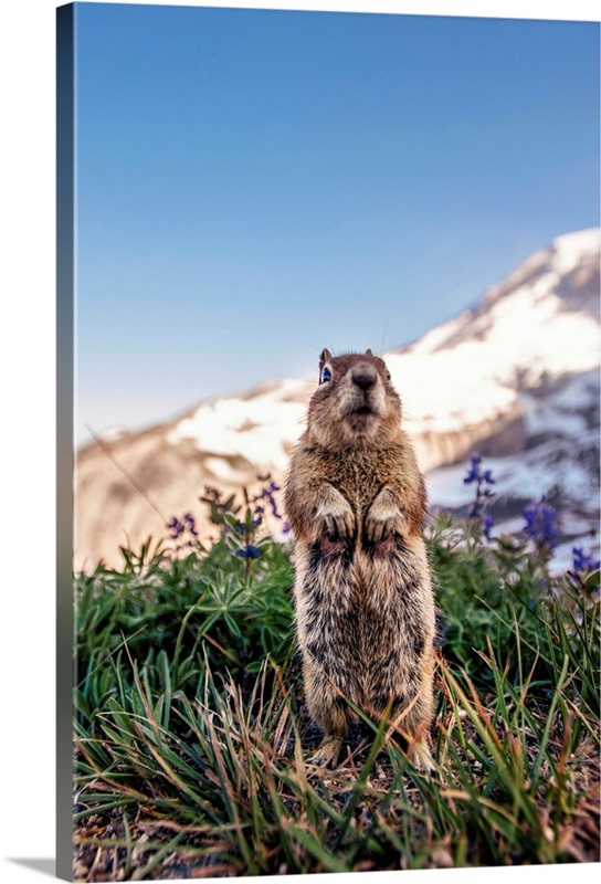 Golden-Mantled Ground Squirrel, Mount Rainier, Washington | Great Big ...