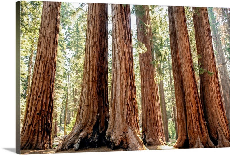 Group Of Sequoia Trees, Sequoia National Park, California | Great Big ...