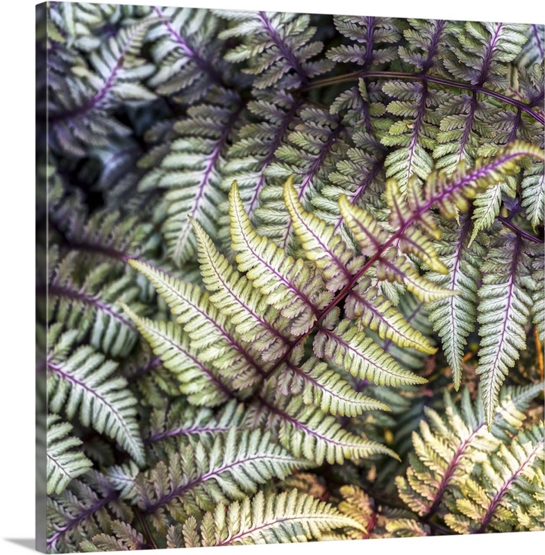 Painted Fern | Great Big Canvas