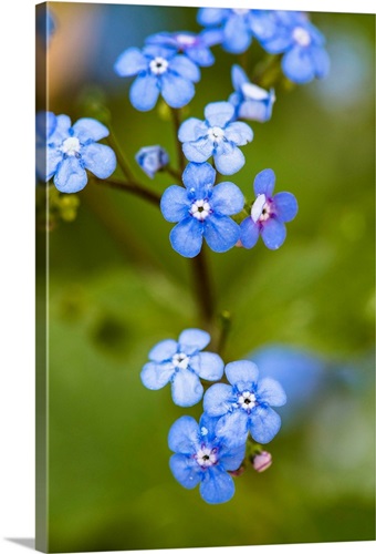 Photo Nature - Alpine Forget-Me-Not Family Wall Art, Canvas Prints ...