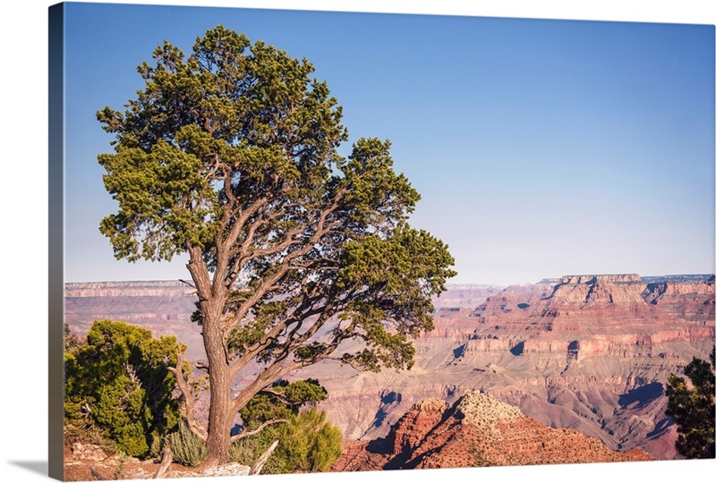 Pinyon Pine At Grand Canyon National Park, Arizona | Great Big Canvas