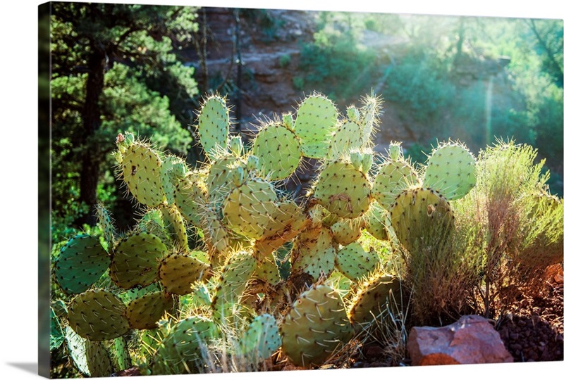 Prickly Pear In Sedona, Arizona | Great Big Canvas