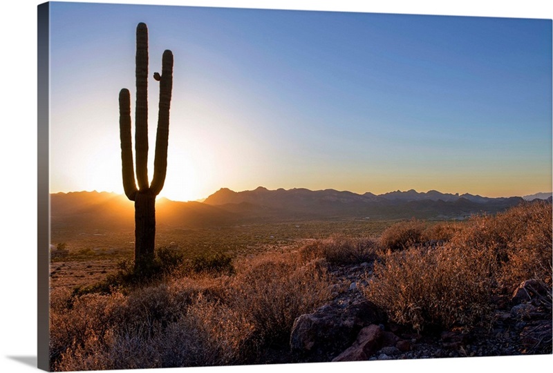 Saguaro Cactus At Sunset In Phoenix, Arizona | Great Big Canvas