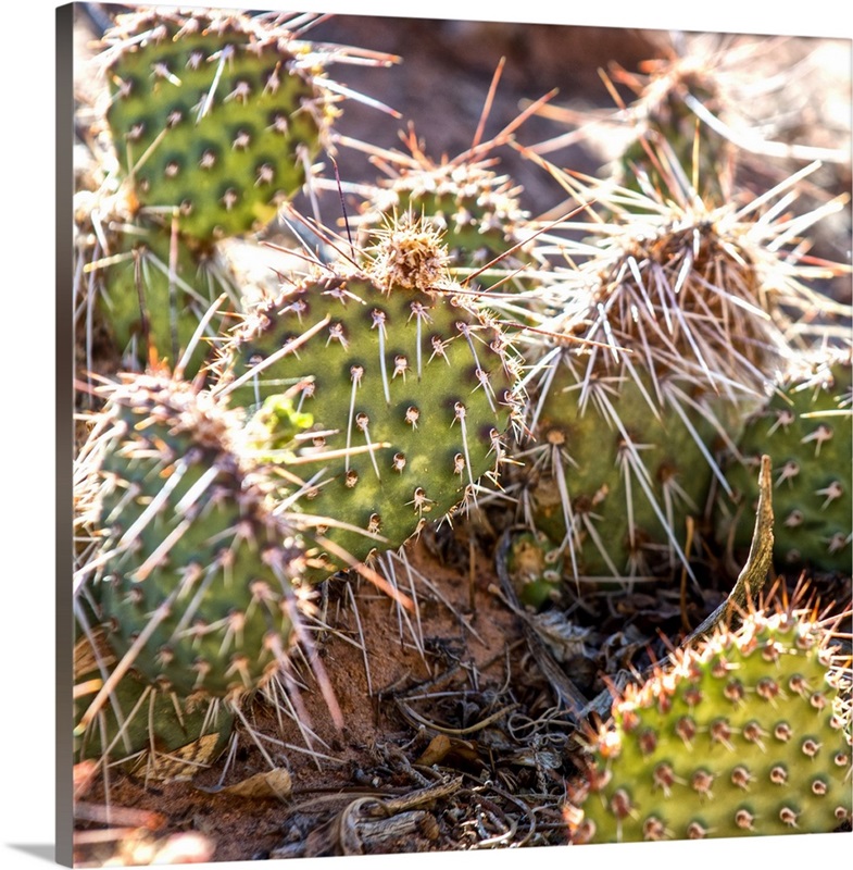 Spiny Prickly Pear Cactus | Great Big Canvas