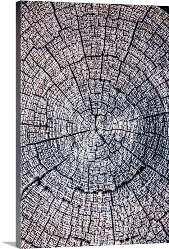 Tree Stump, Zion National Park, Utah | Great Big Canvas