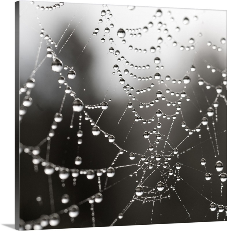 Water on Spider Web | Great Big Canvas