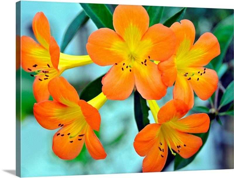 Melon and yellow-colored flowers bloom brightly | Great Big Canvas