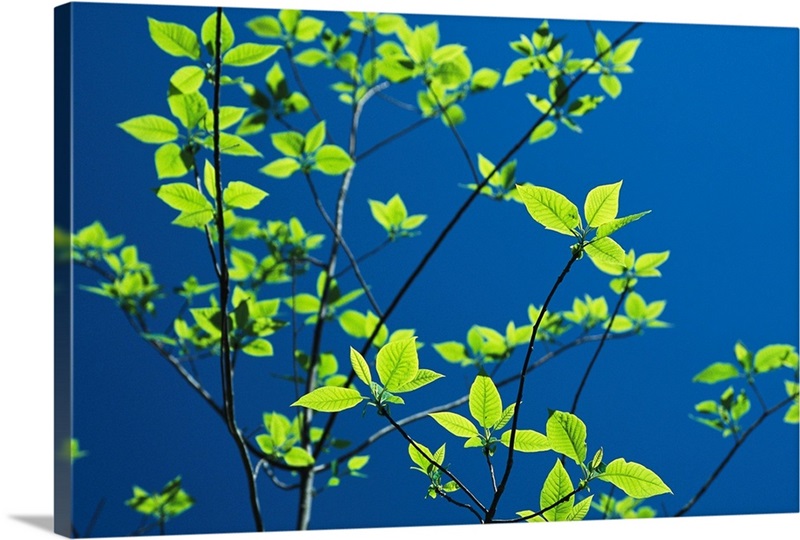 New spring foliage leafing out on a tree branch | Great Big Canvas