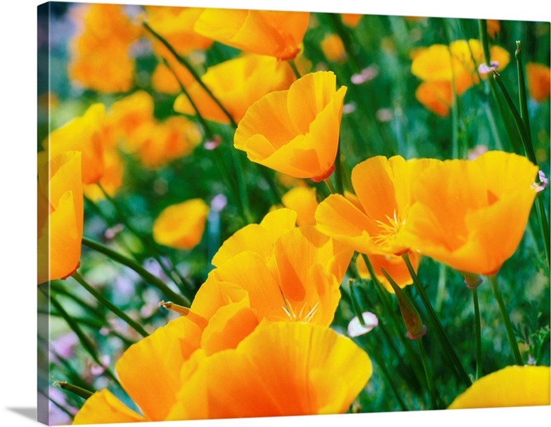 Garden Flowers, Alpine Poppy | Great Big Canvas