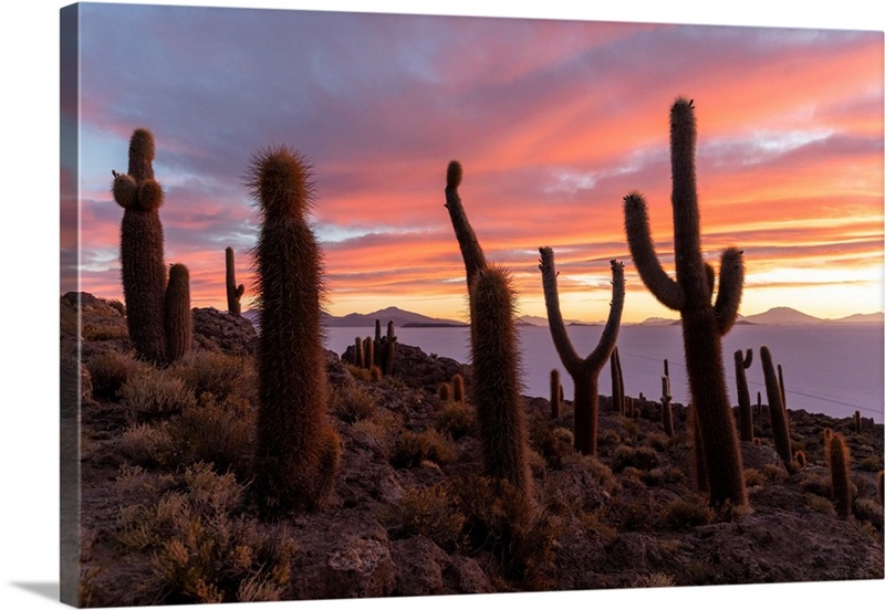 A Forest Of Giant Cardon Cactus At Sunset On Isla Incahuasi, Salar De ...
