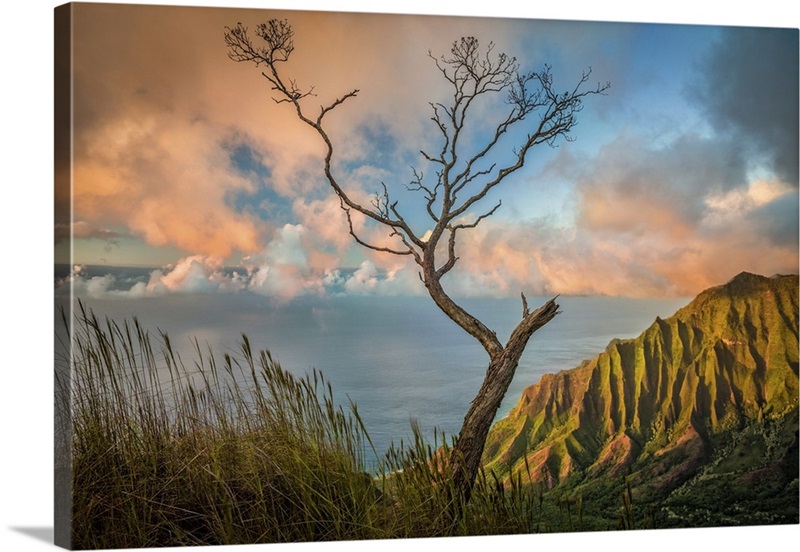 A Lone Acacia Koa Tree Over The Kalalau Valley, Kokee State Park ...