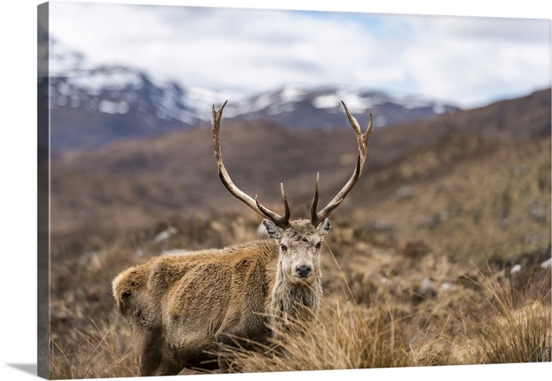 A Wild Red Deer, Scottish Highlands In Torridon Along The Cape Wrath ...