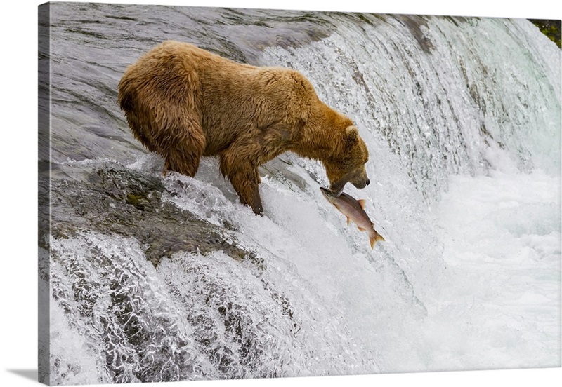 Adult Brown Bear Foraging For Salmon At The Brooks River, Katmai ...