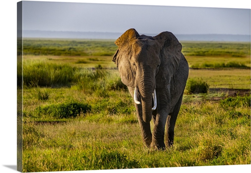 African Elephant, Amboseli National Park, Kenya | Great Big Canvas