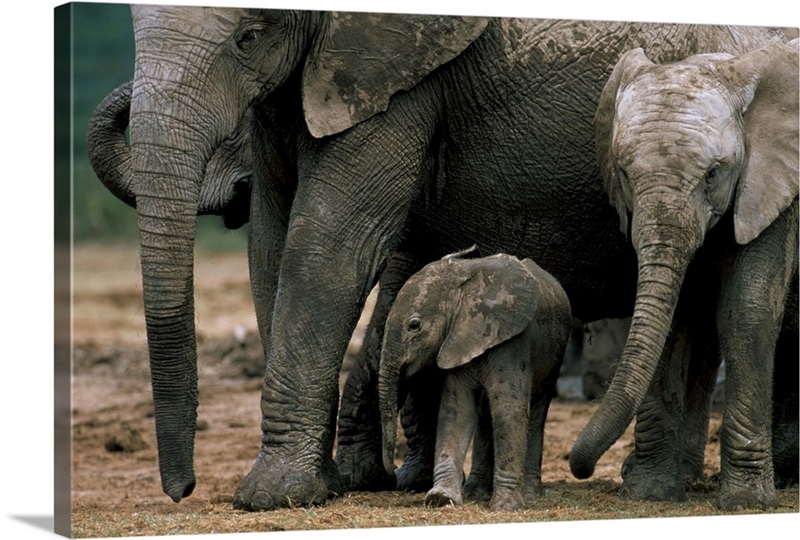 African elephant in matriarchal group, South Africa, Africa | Great Big ...