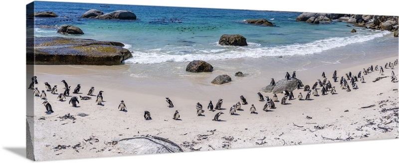 African Penguins On Boulders Beach, Seaforth, Table Mountain National ...
